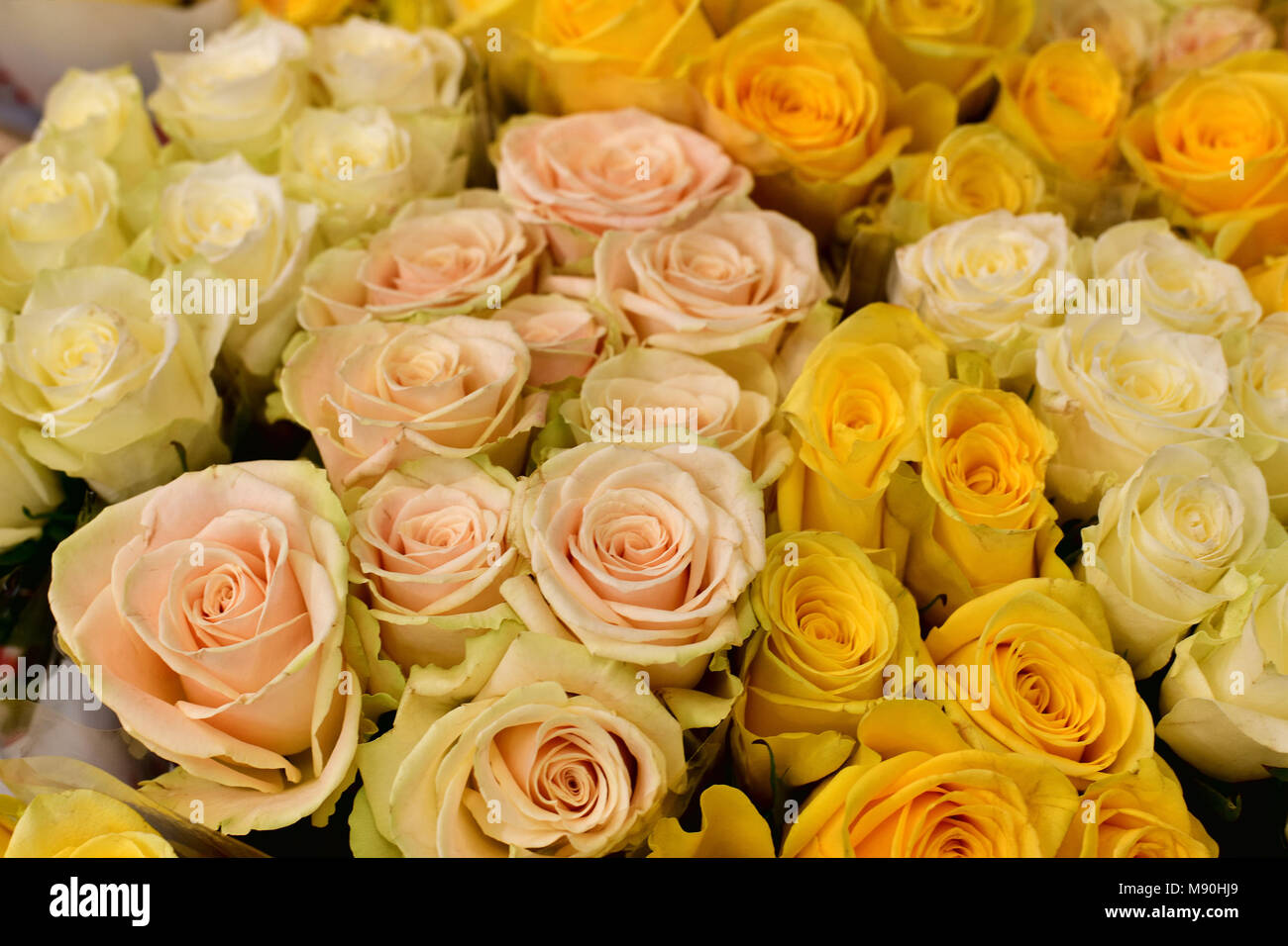 Many beautiful yellow roses hi-res stock photography and images - Alamy