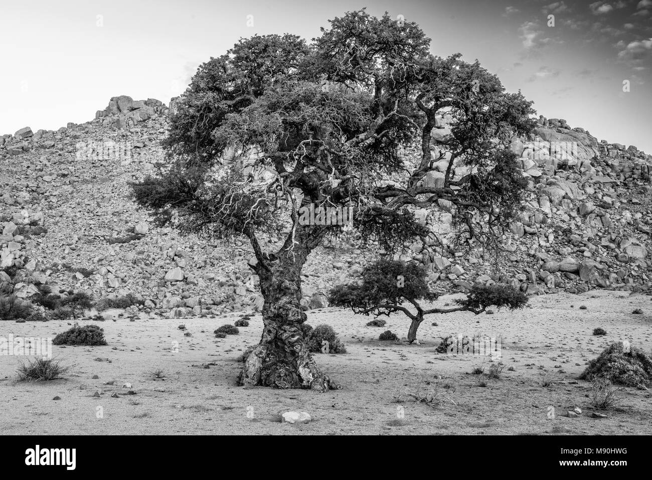 Harsh ecosystem plant Black and White Stock Photos & Images - Alamy