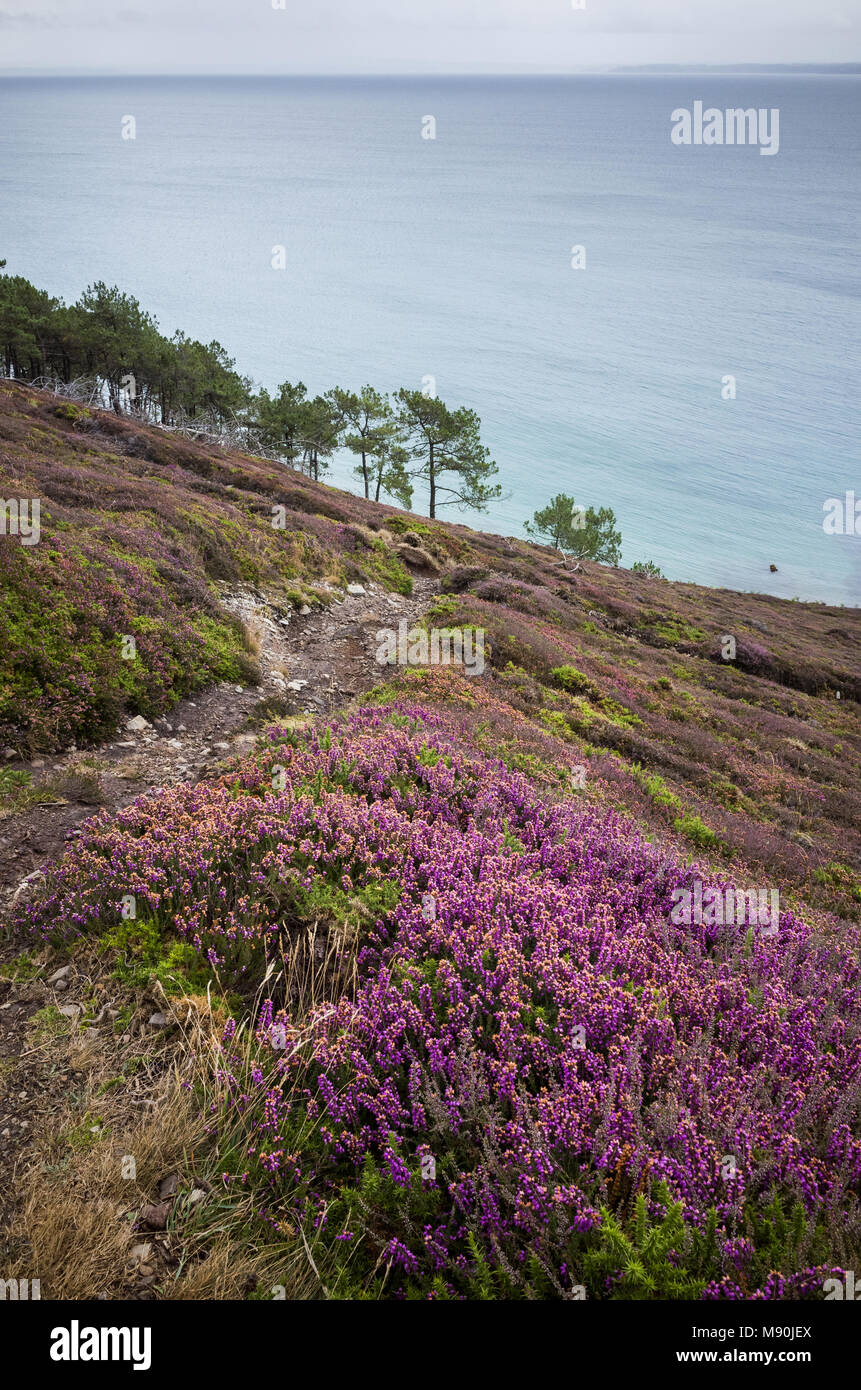 Heathers trees hi-res stock photography and images - Alamy