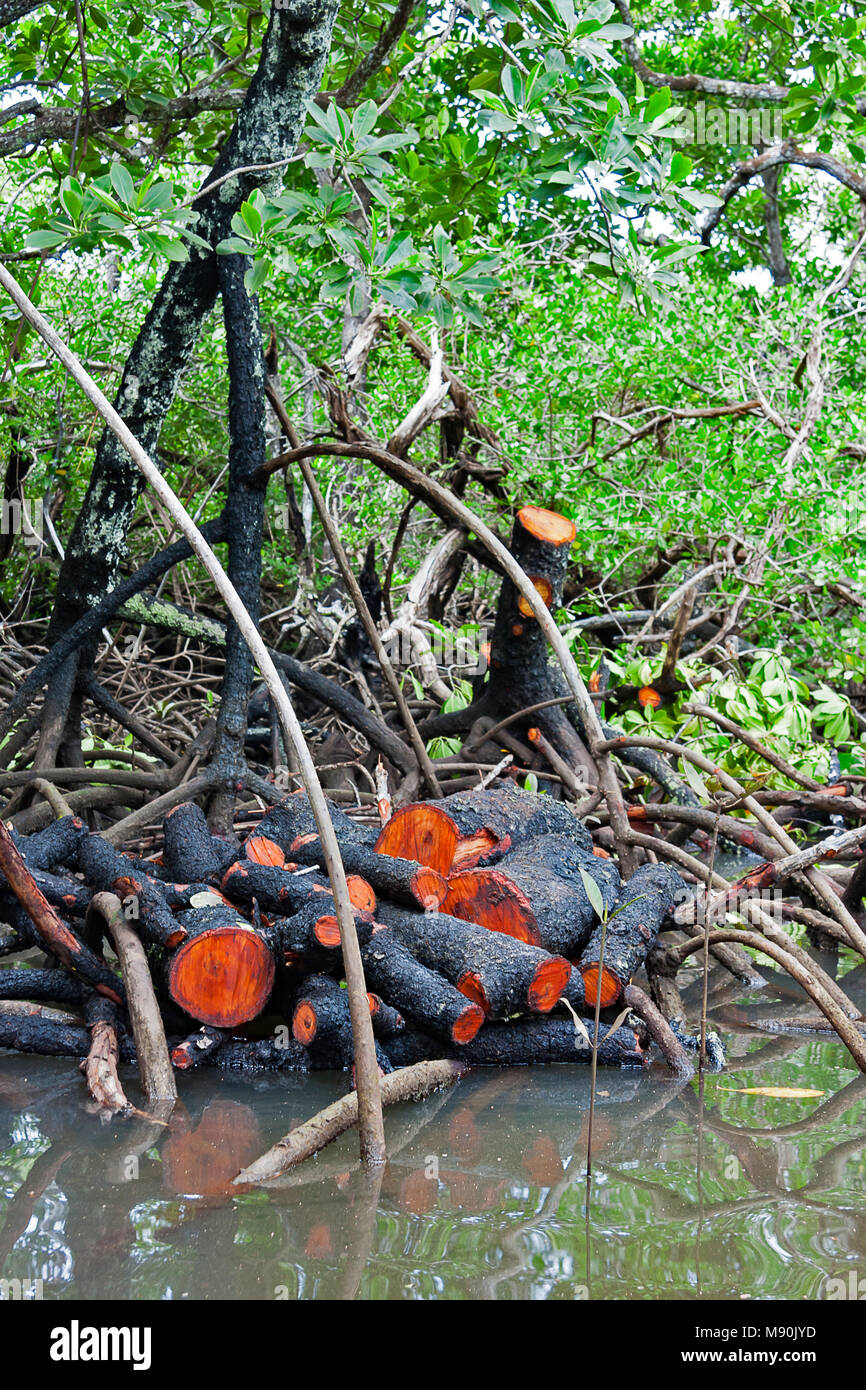 Mangrove Trees