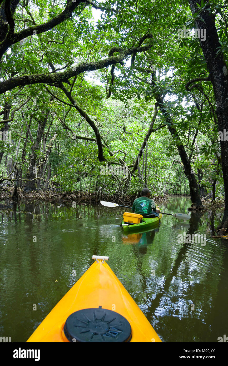 A kayak tour through a mangrove forest off the island of Yap ...