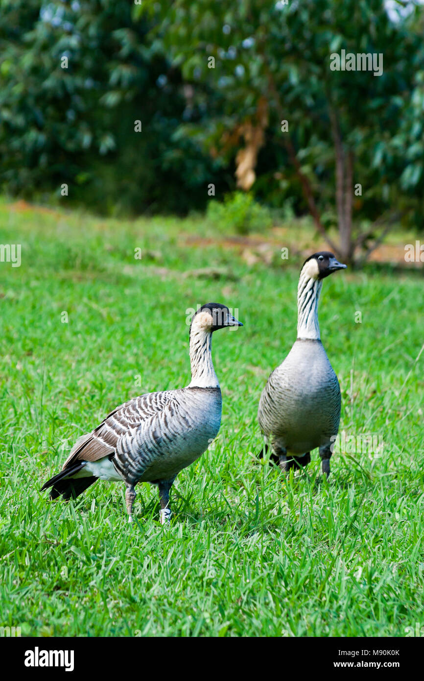 Nene goose hi-res stock photography and images - Alamy