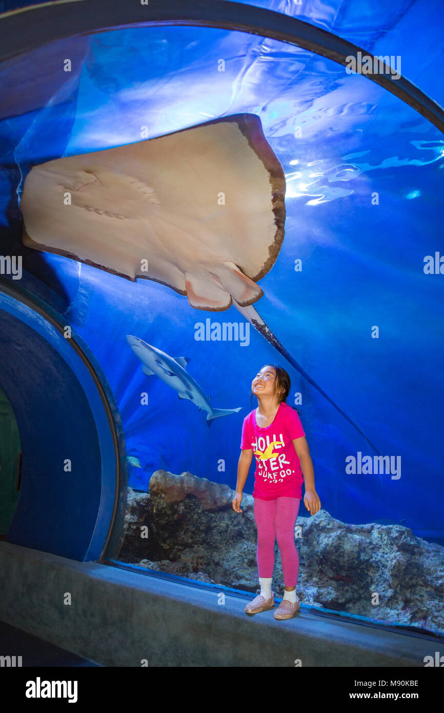 A young asian visitor (MR) gets a close look at a Hawaiian Stingray ...