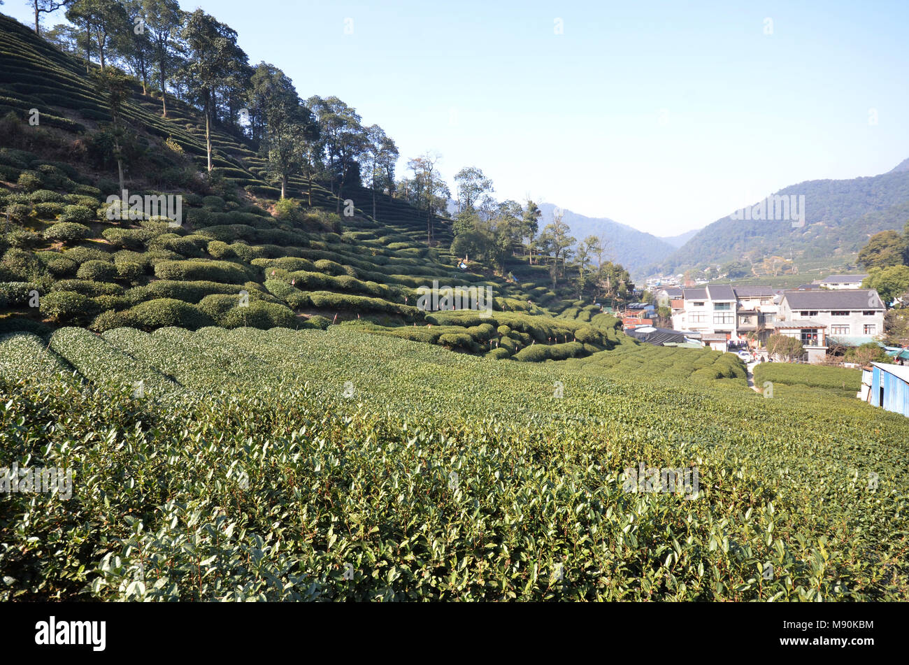 Beautiful fresh green chinese Longjing tea plantation. Meijiewu ...