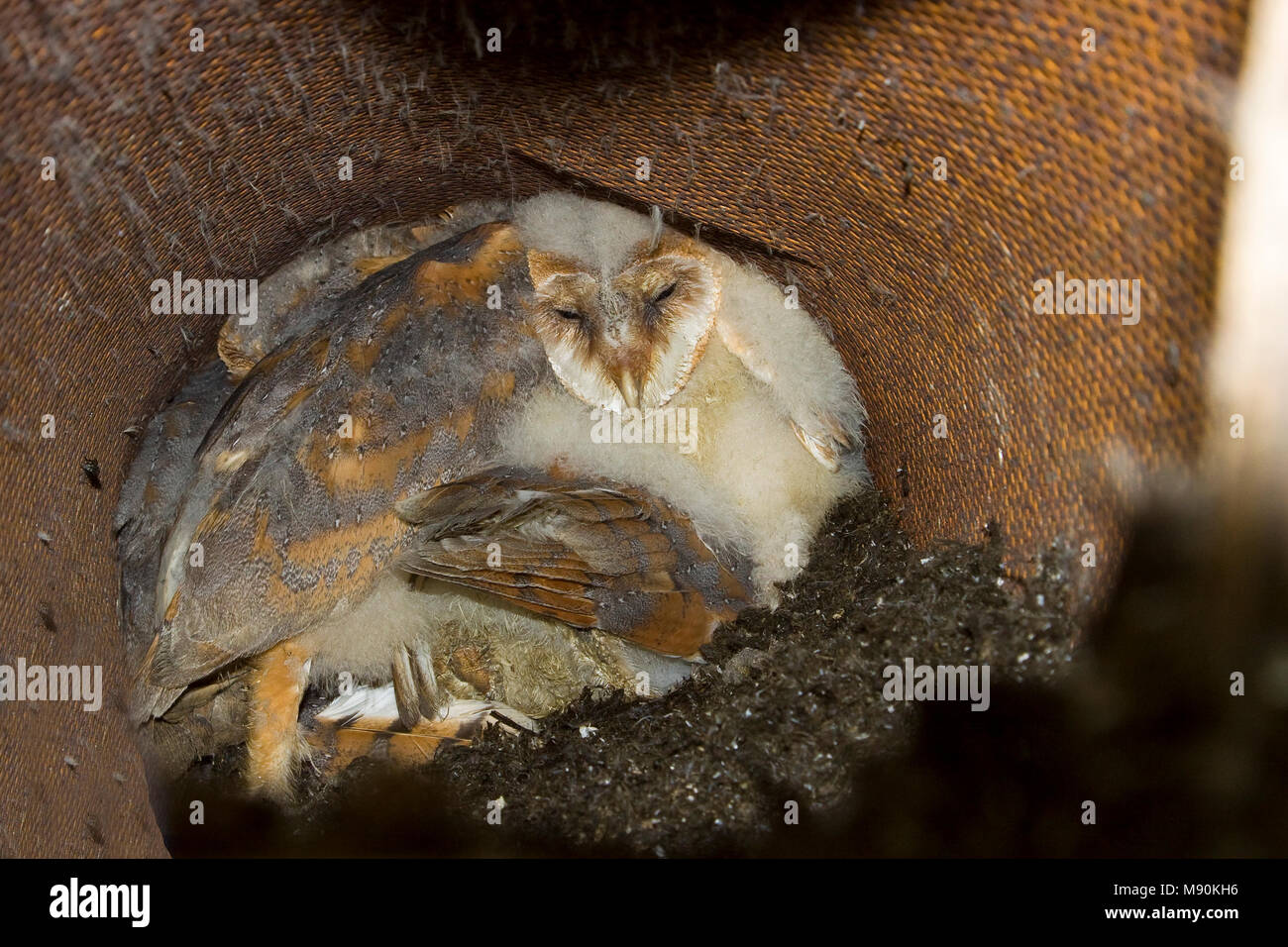 Kerkuil op hets nest; Barn Owl on the nest Stock Photo - Alamy