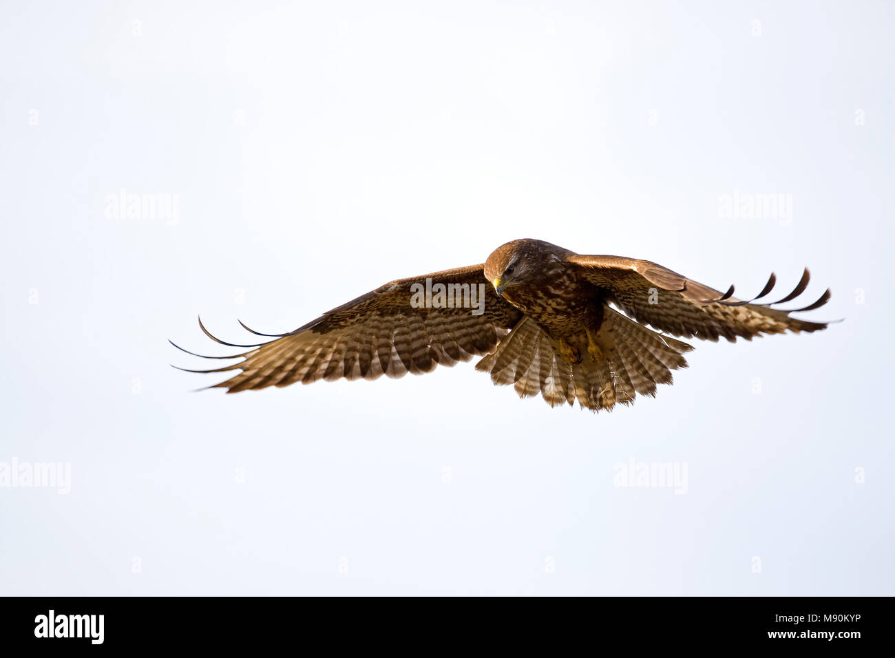 Buizerd in de vlucht; Common Buzzard in flight Stock Photo - Alamy