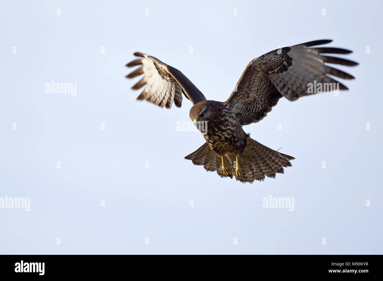 Buizerd in de vlucht; Common Buzzard in flight Stock Photo - Alamy