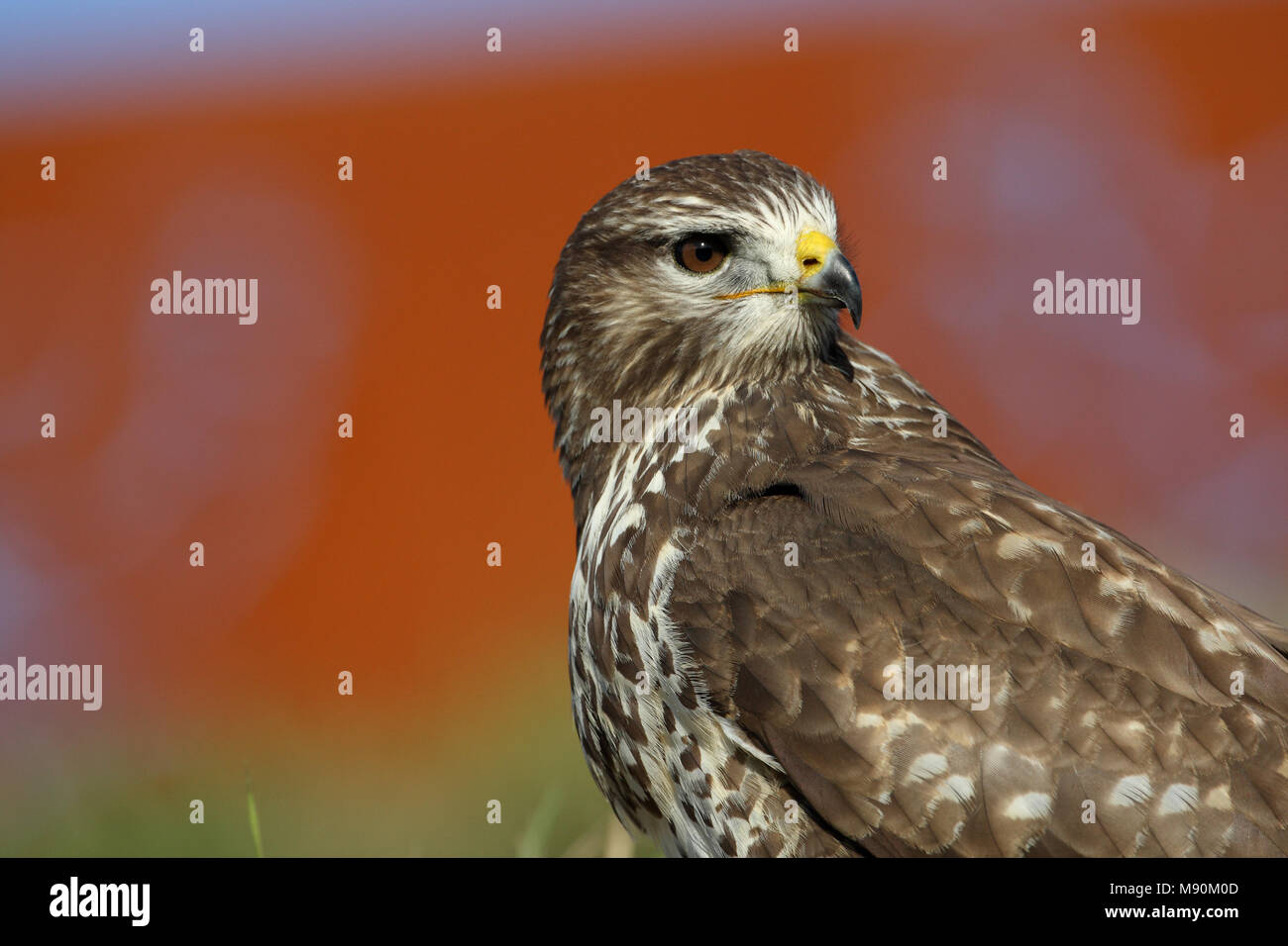 Common buzzard close up hi-res stock photography and images - Alamy