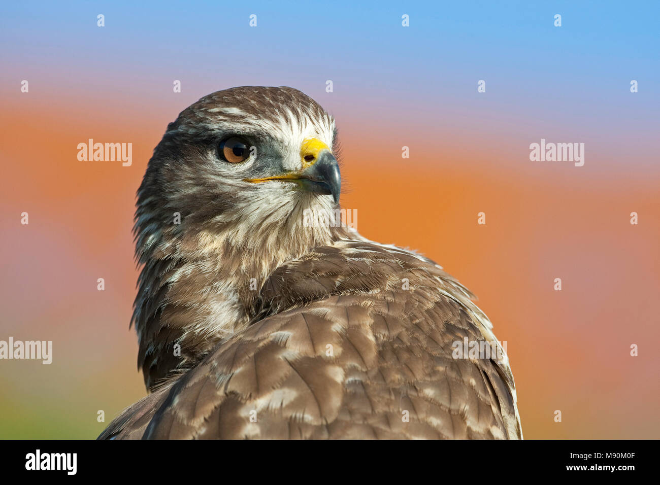 Common buzzard close up hi-res stock photography and images - Alamy