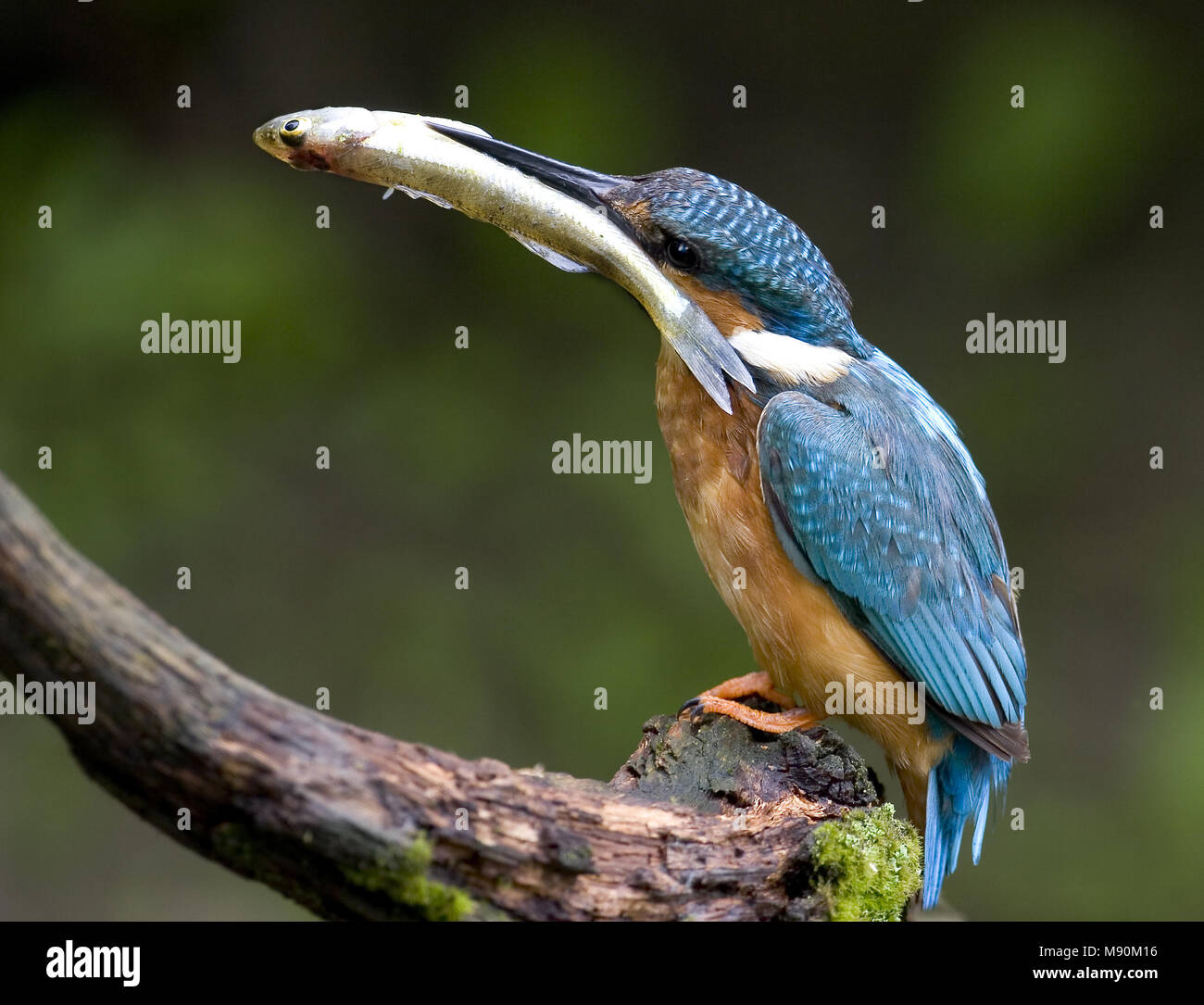 Common Kingfisher perched with a fish in its beak; IJsvogel zittend met een vis in de snavel ...