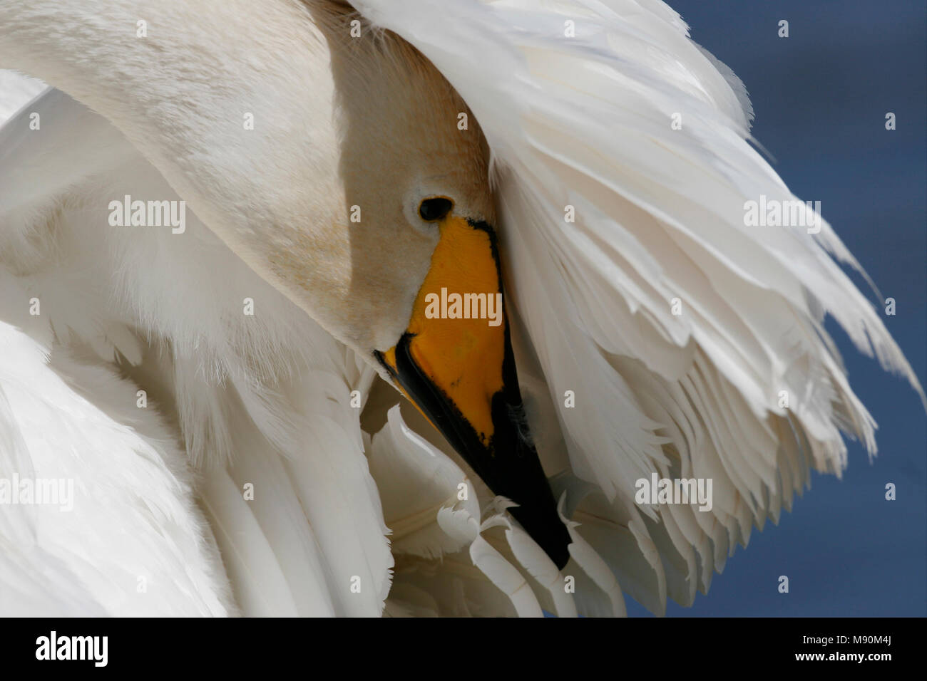 Immature whooper swan hi-res stock photography and images - Alamy