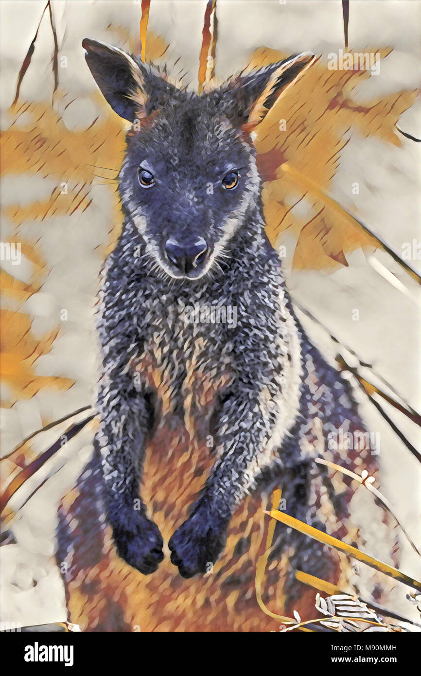 Swamp Wallaby portrait - native Australian marsupial drawing Stock ...