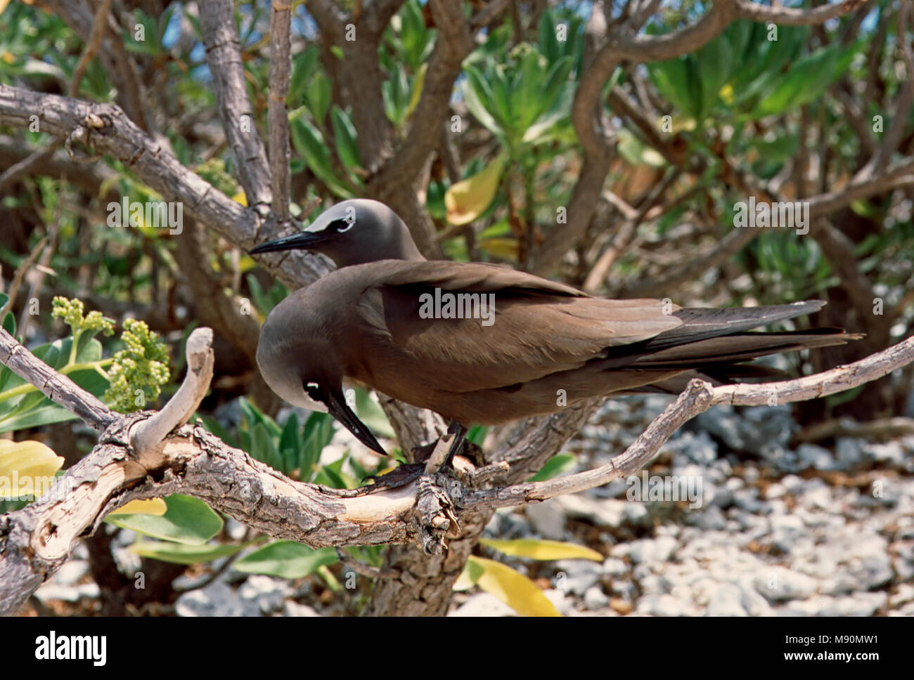 Noddy twee vogels in boom Australie, Brown Noddy two birds in tree ...