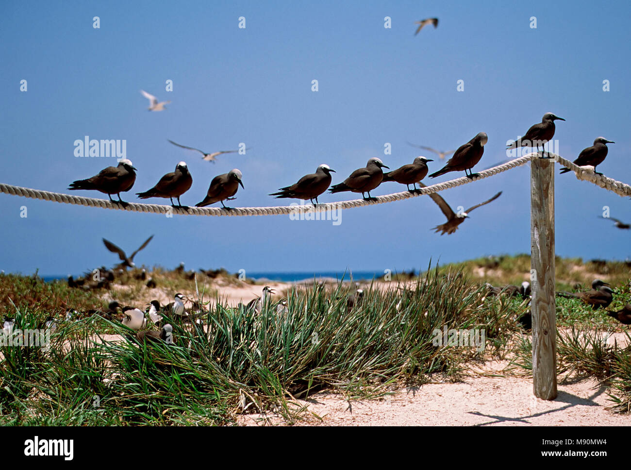 Noddy een groep rustend op touw Australie, Brown Noddy a group resting ...