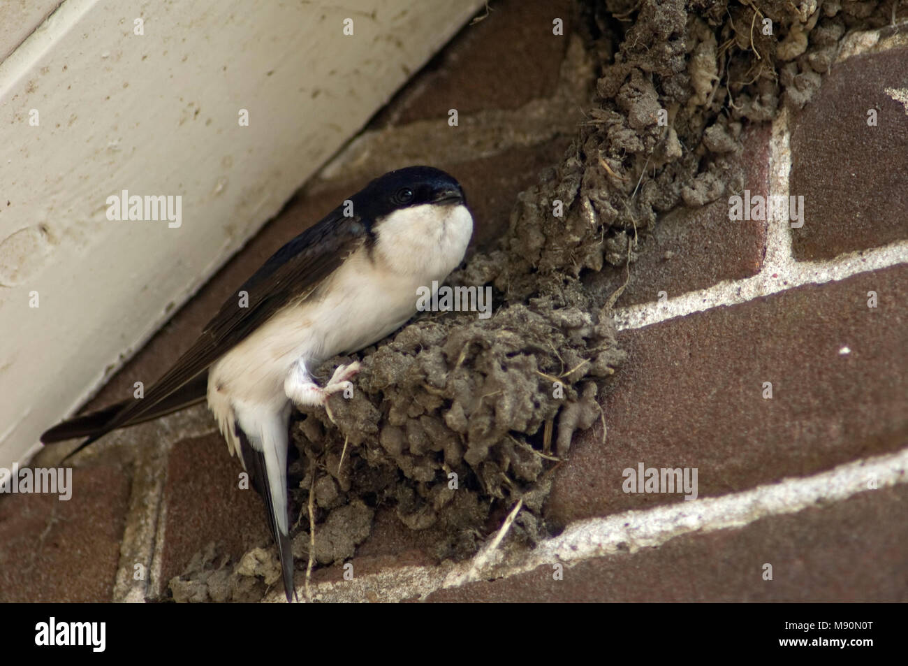 House martin nest hi-res stock photography and images - Alamy