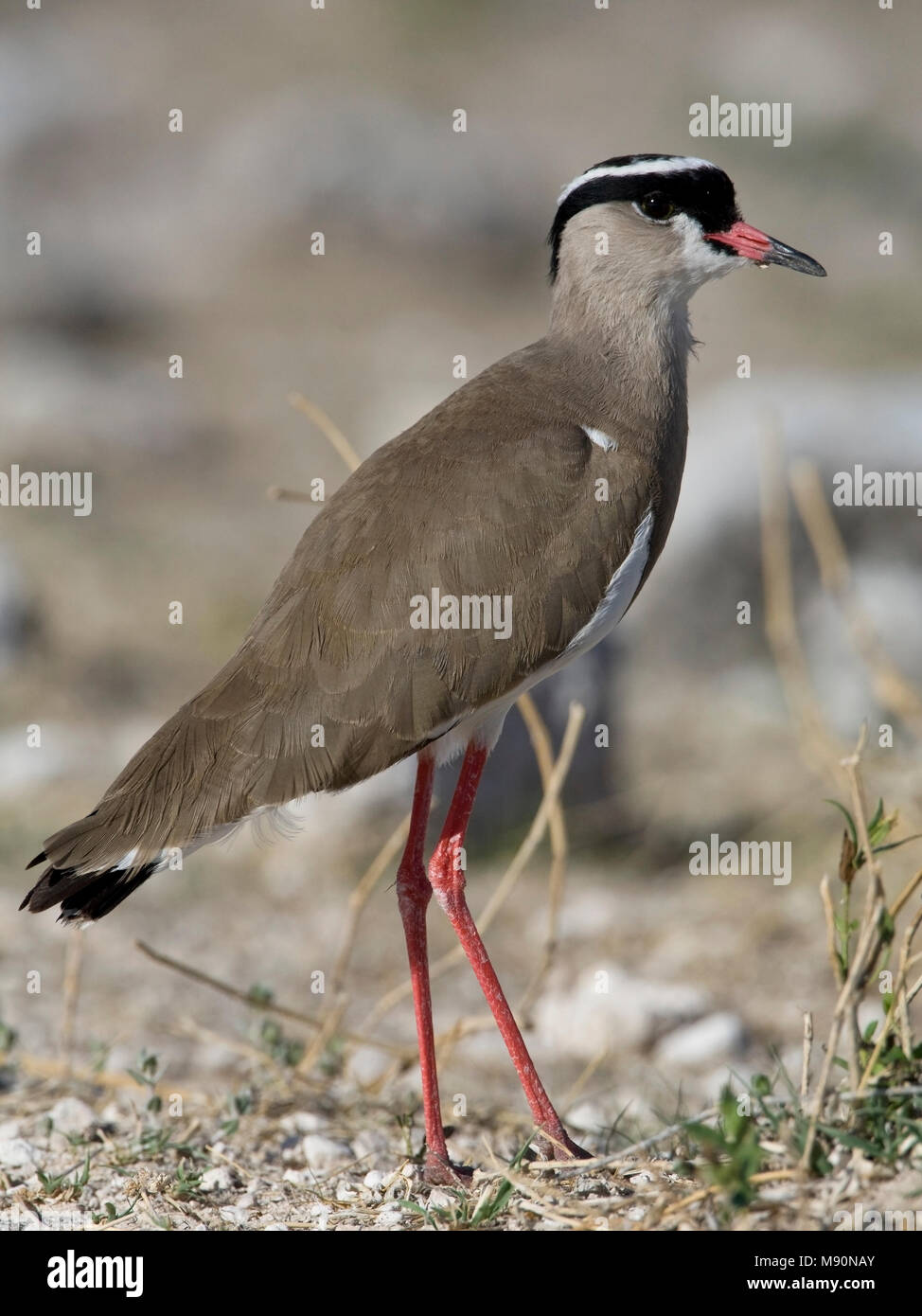 Crowned Lapwing Vanellus Coronatus High Resolution Stock Photography ...