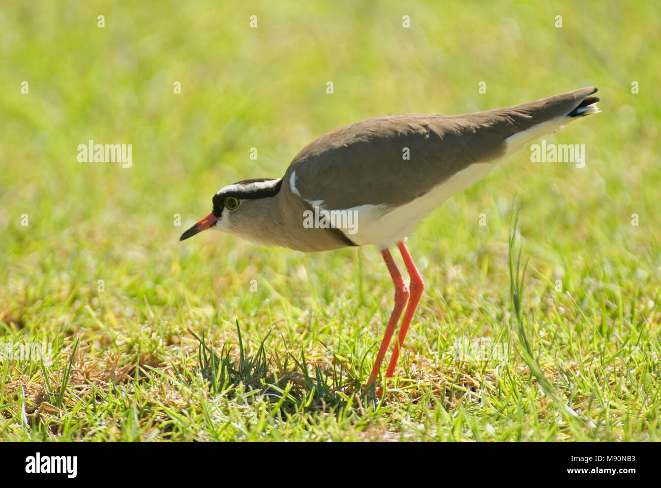 Diadeemkievit staand in gras Zuid Afrika, Crowned Lapwing standing in ...