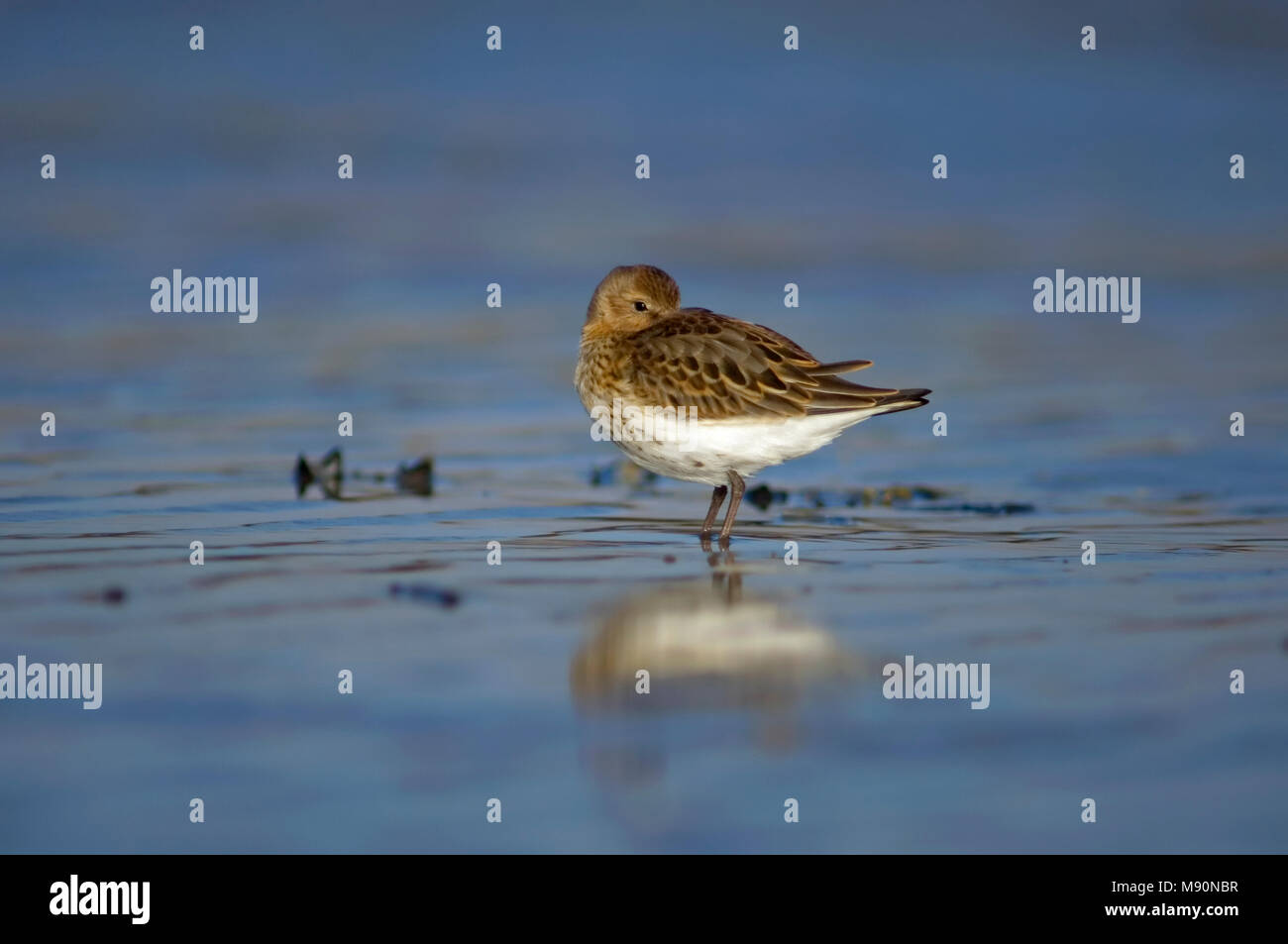 Bonte Strandloper onvolwassen rustend in ondiep water Nederland, Dunlin ...