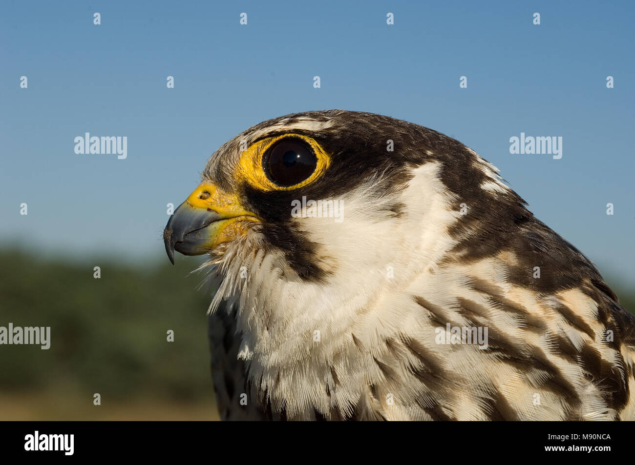 Boomvalk hi-res stock photography and images - Alamy