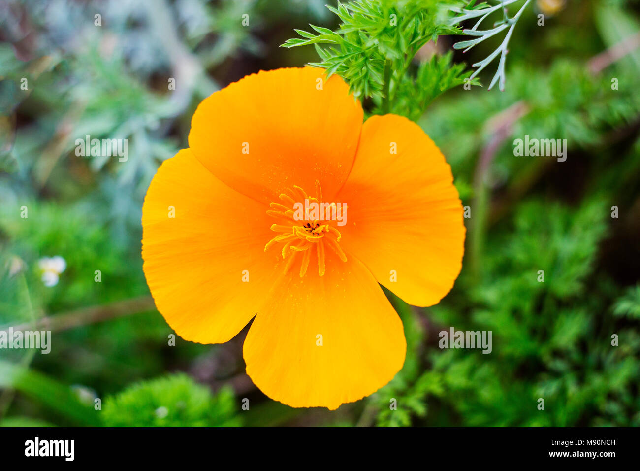 Golden poppy hi-res stock photography and images - Alamy