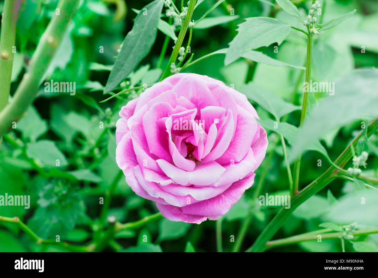 Pink Rose flowers growing in summer garden, top view Stock Photo - Alamy