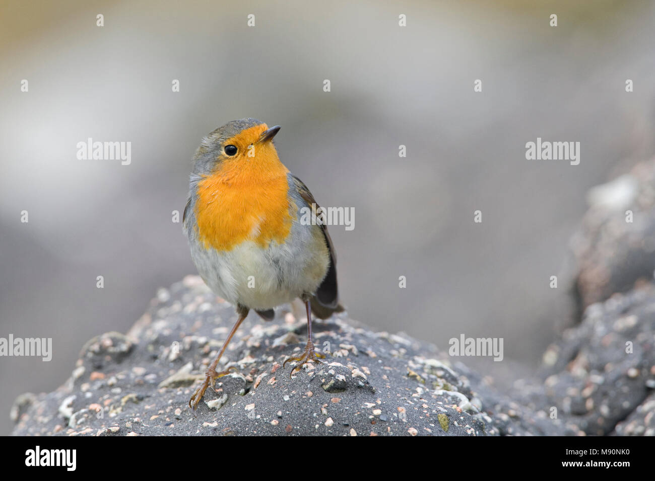 Roodborst langs de kust tijdens vogeltrek Nederland, European Robin ...