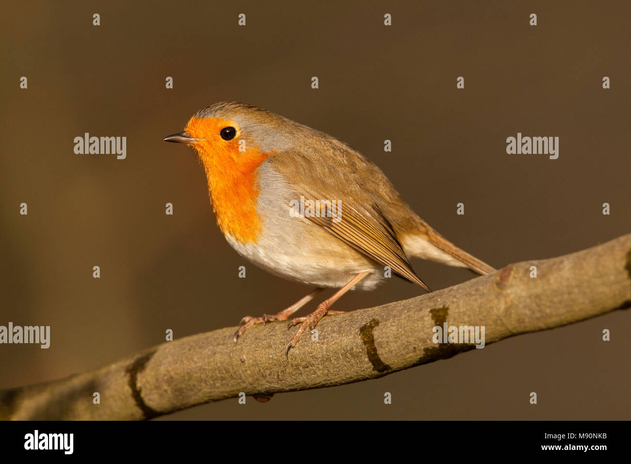 Roodborst op tak Nederland, European Robin on branch Netherlands Stock ...