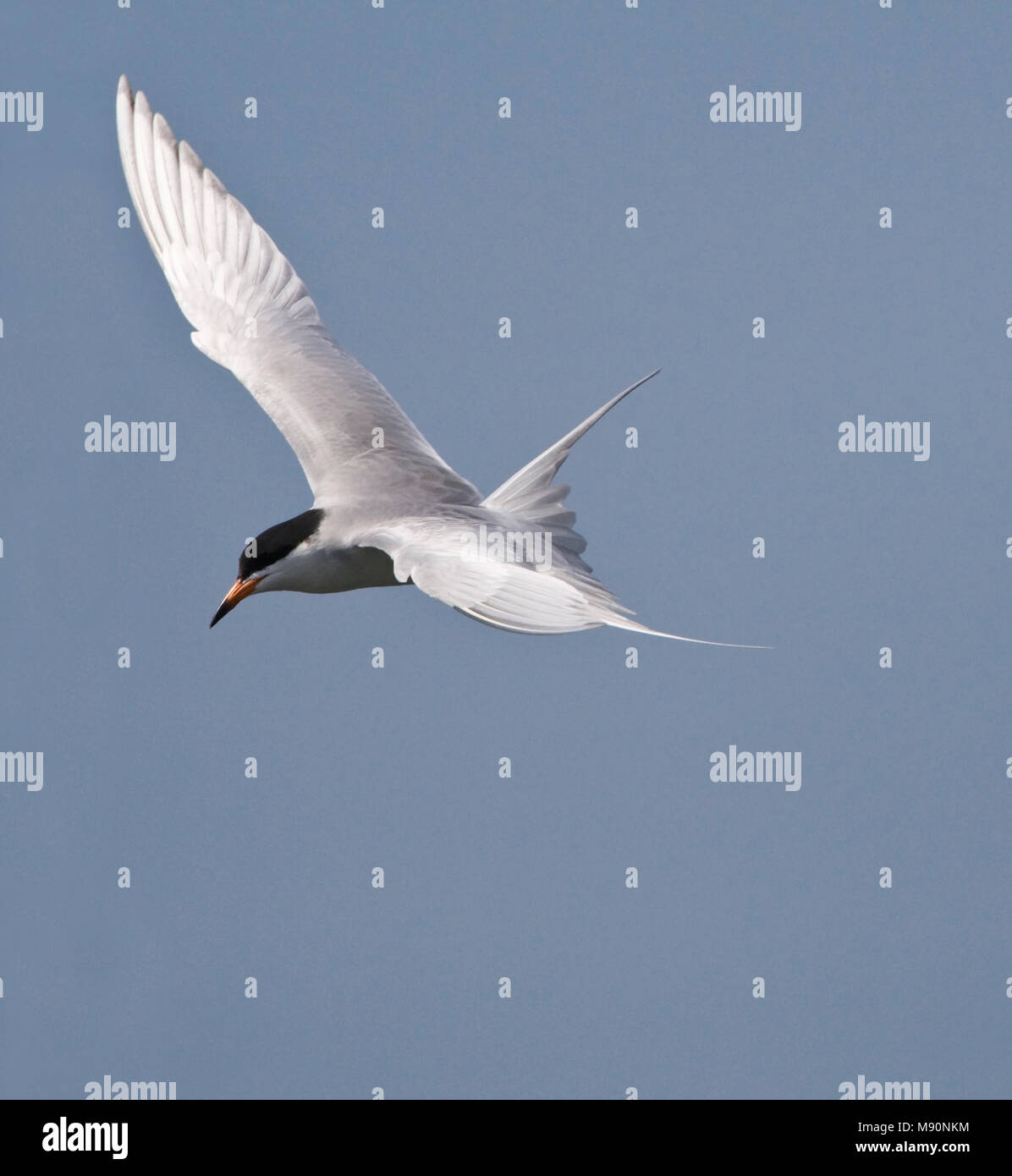 Stern bird hi-res stock photography and images - Alamy