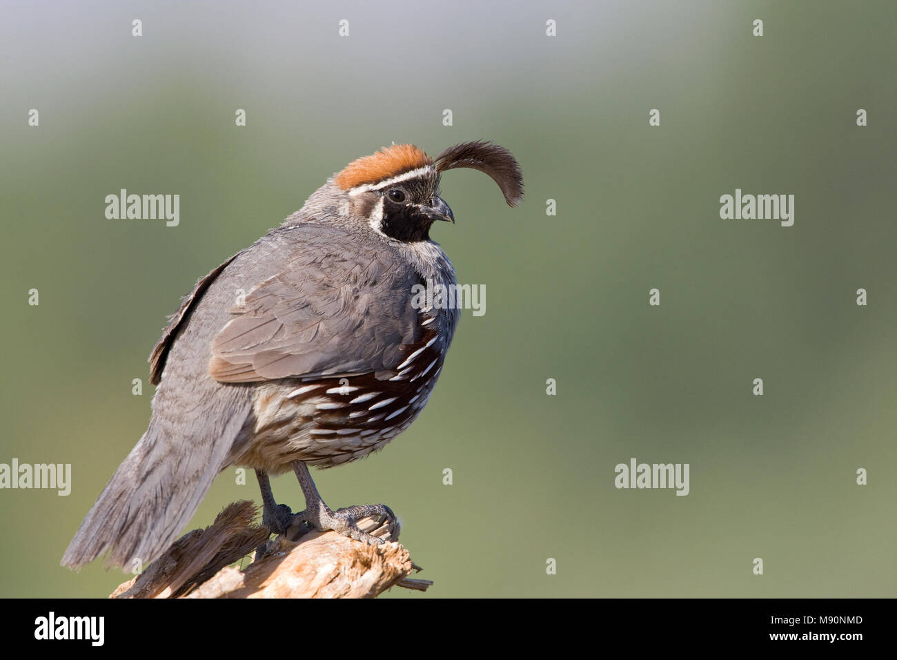 Gambels quail male perched hi-res stock photography and images - Alamy
