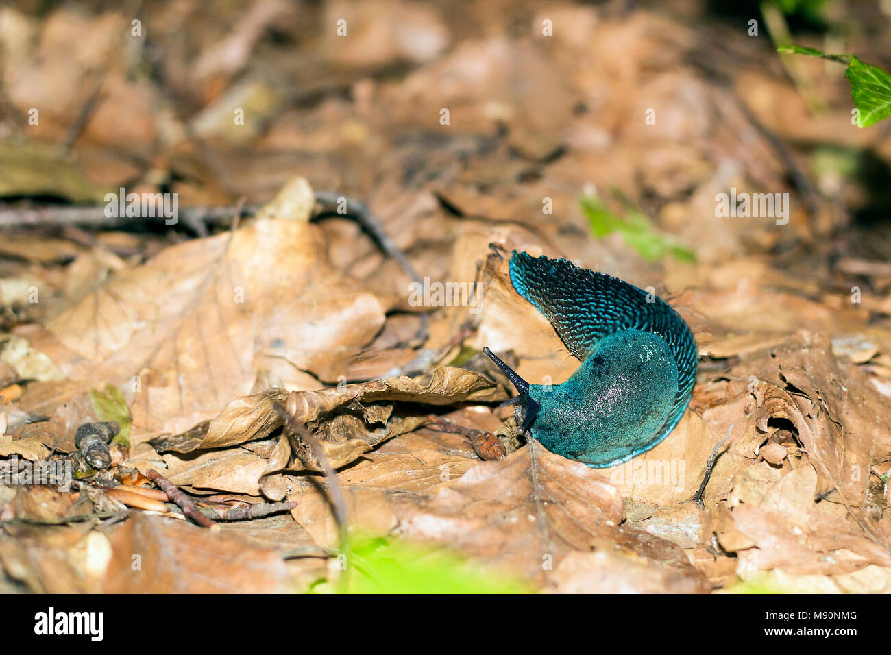 Blue Bielzia coerulans slug crawls over dry leaves in forest ...