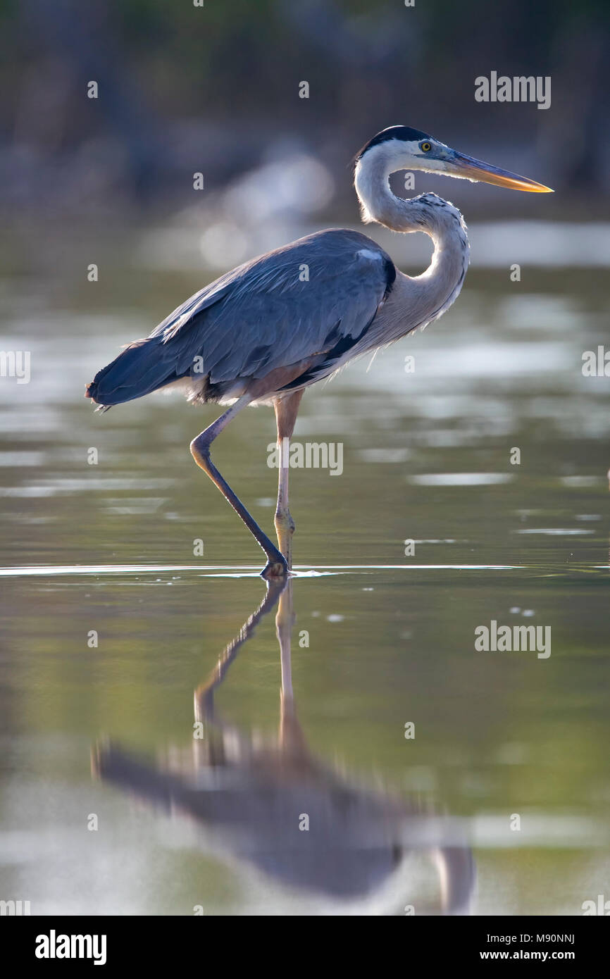 Amerikaanse blauwe reiger hi-res stock photography and images - Alamy