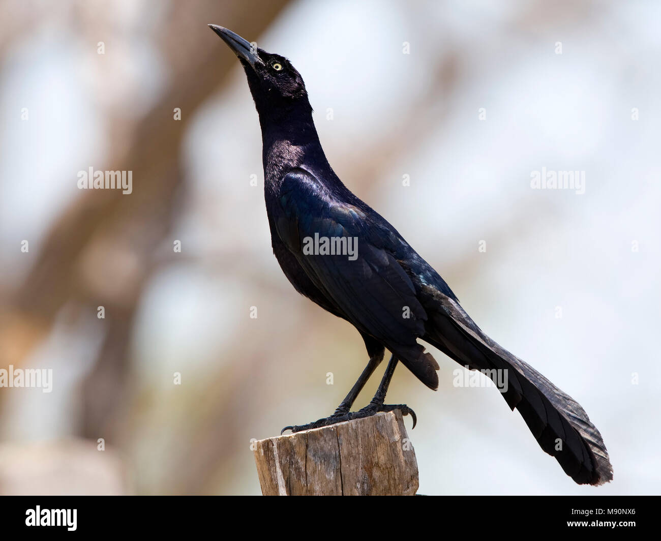 Langstaarttroepiaal mannetje op paal Mexico, Great-tailed Grackle male ...