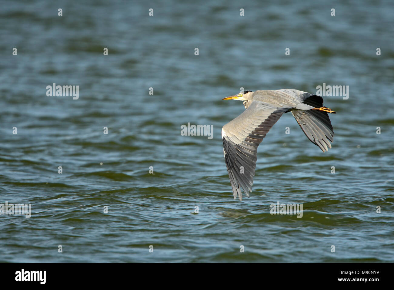Blauwe reiger in vlucht boven water Nederland; Grey Heron in flight ...