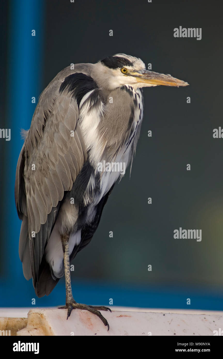 Grey heron adult standing hi-res stock photography and images - Alamy