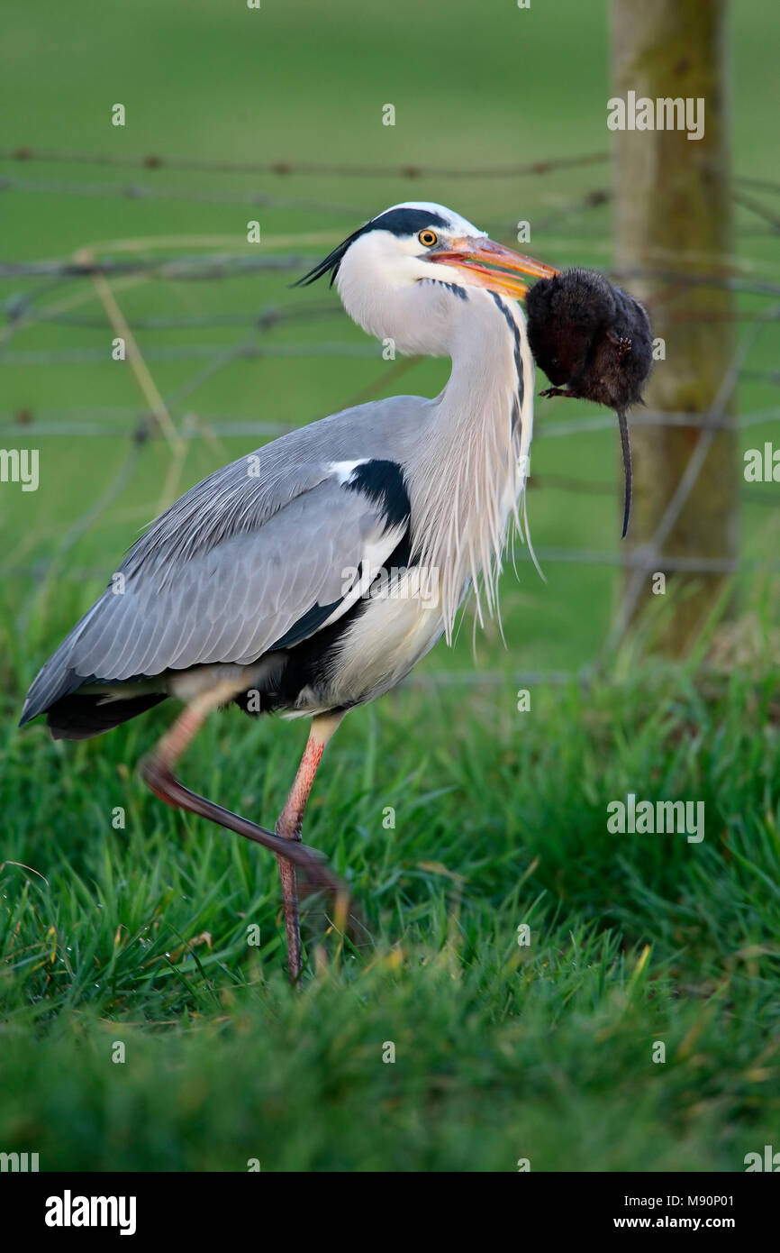 Woelrat hi-res stock photography and images - Alamy