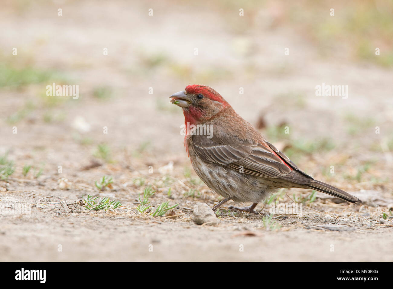 Male finch hi-res stock photography and images - Alamy