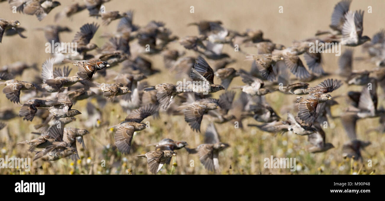 Mussen hi-res stock photography and images - Alamy