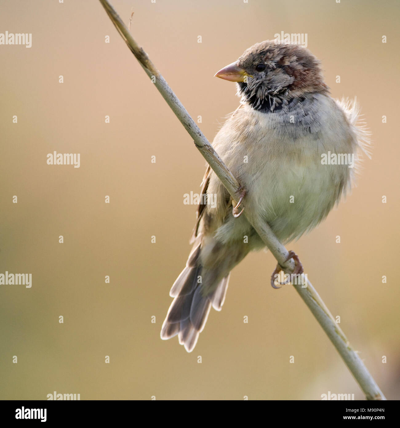 Huismus jong mannetje Nederland, House Sparrow juvenile male ...