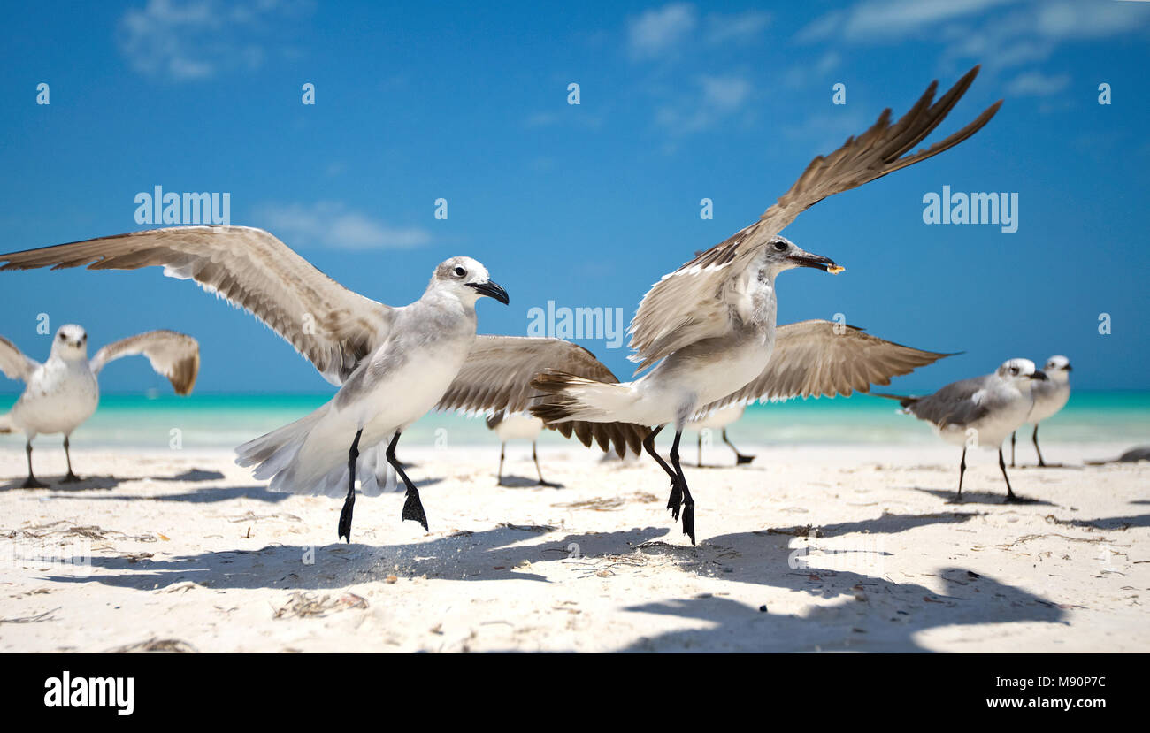 Lachmeeuw groep op het strand Mexico, Laughing Gull group at beach ...