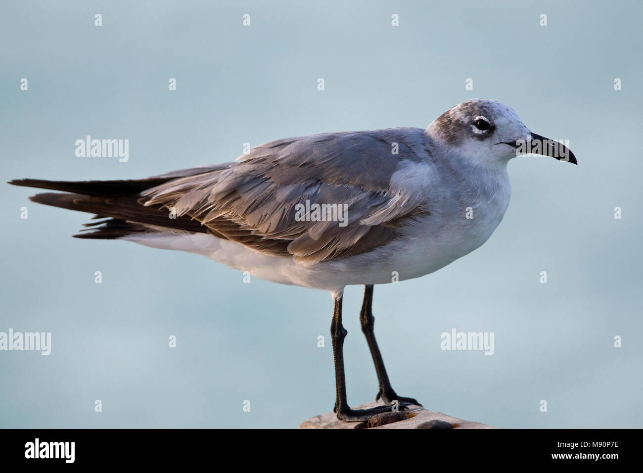 Subadult bird hi-res stock photography and images - Alamy