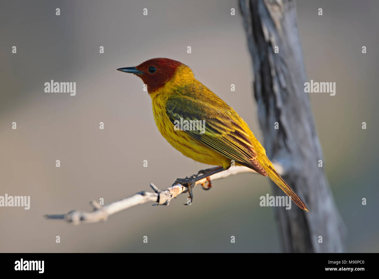 Mangrove bird hi-res stock photography and images - Alamy
