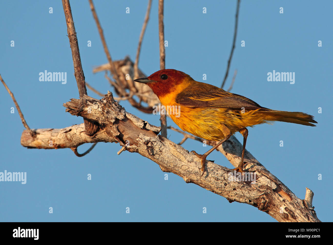 Mangrove bird hi-res stock photography and images - Alamy