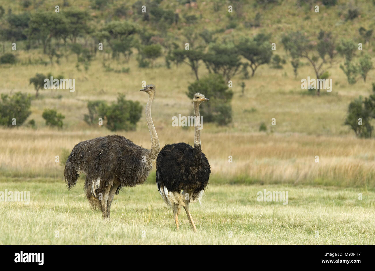 Ostrich; Struisvogel; Struthio camelus Stock Photo - Alamy