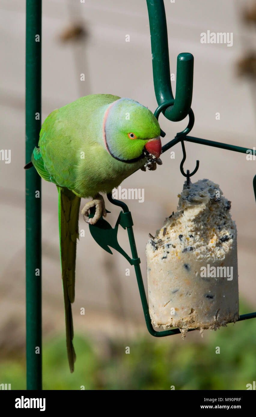 Ring necked parakeet feeder hi-res stock photography and images - Alamy