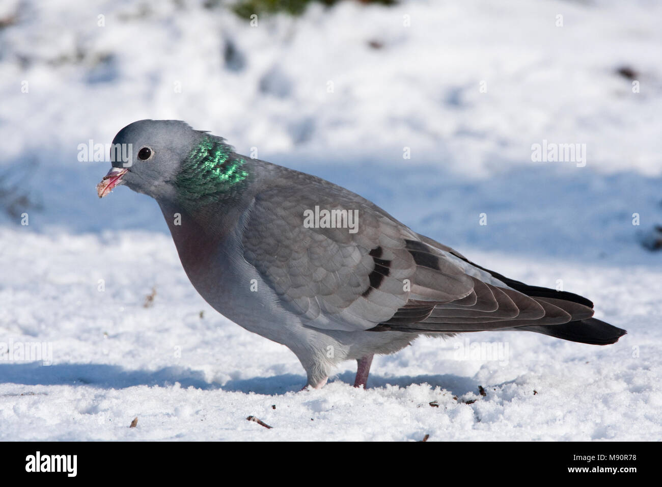Stock dove hi-res stock photography and images - Alamy