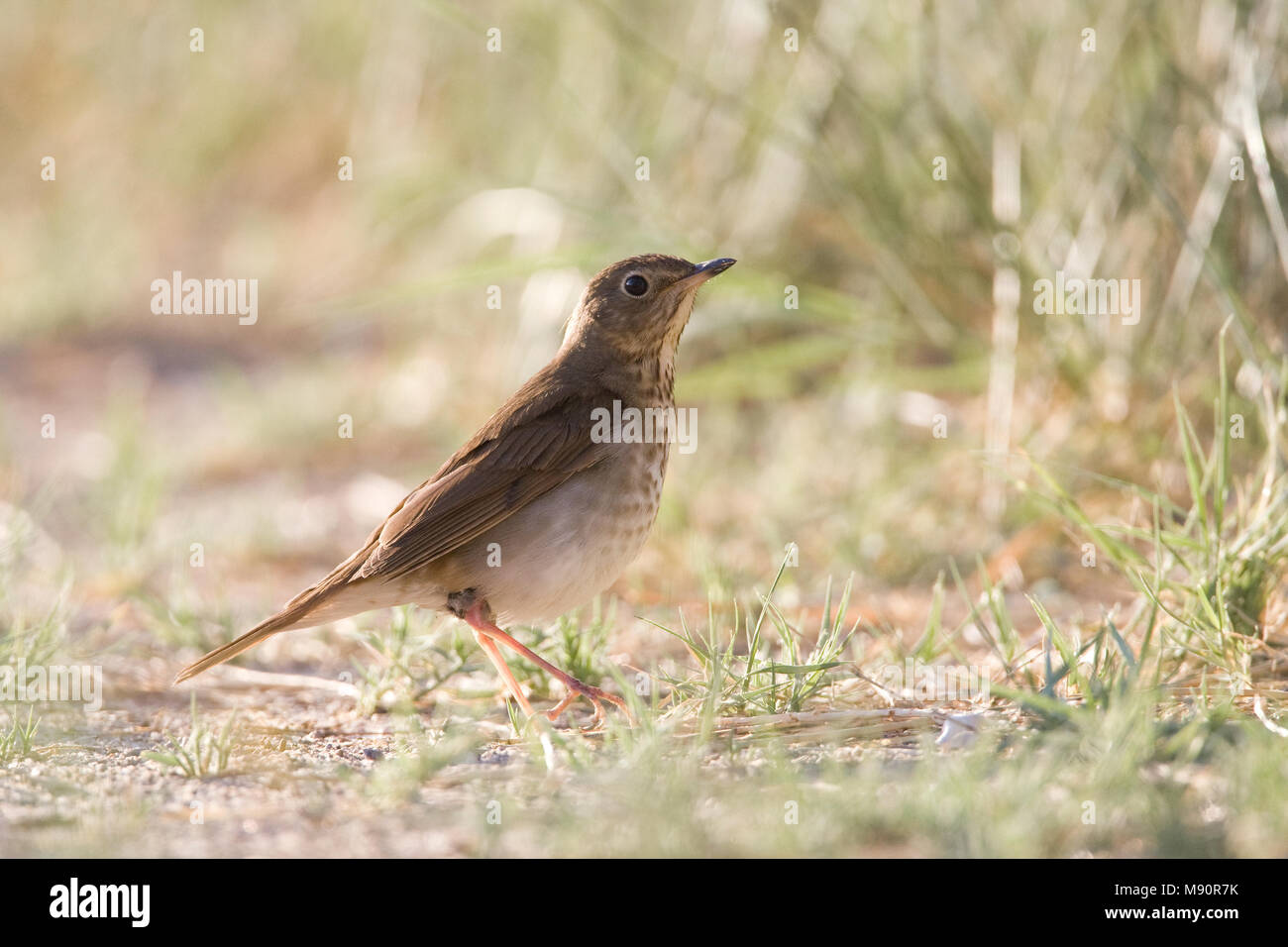Swainsons thrush usa hi-res stock photography and images - Alamy
