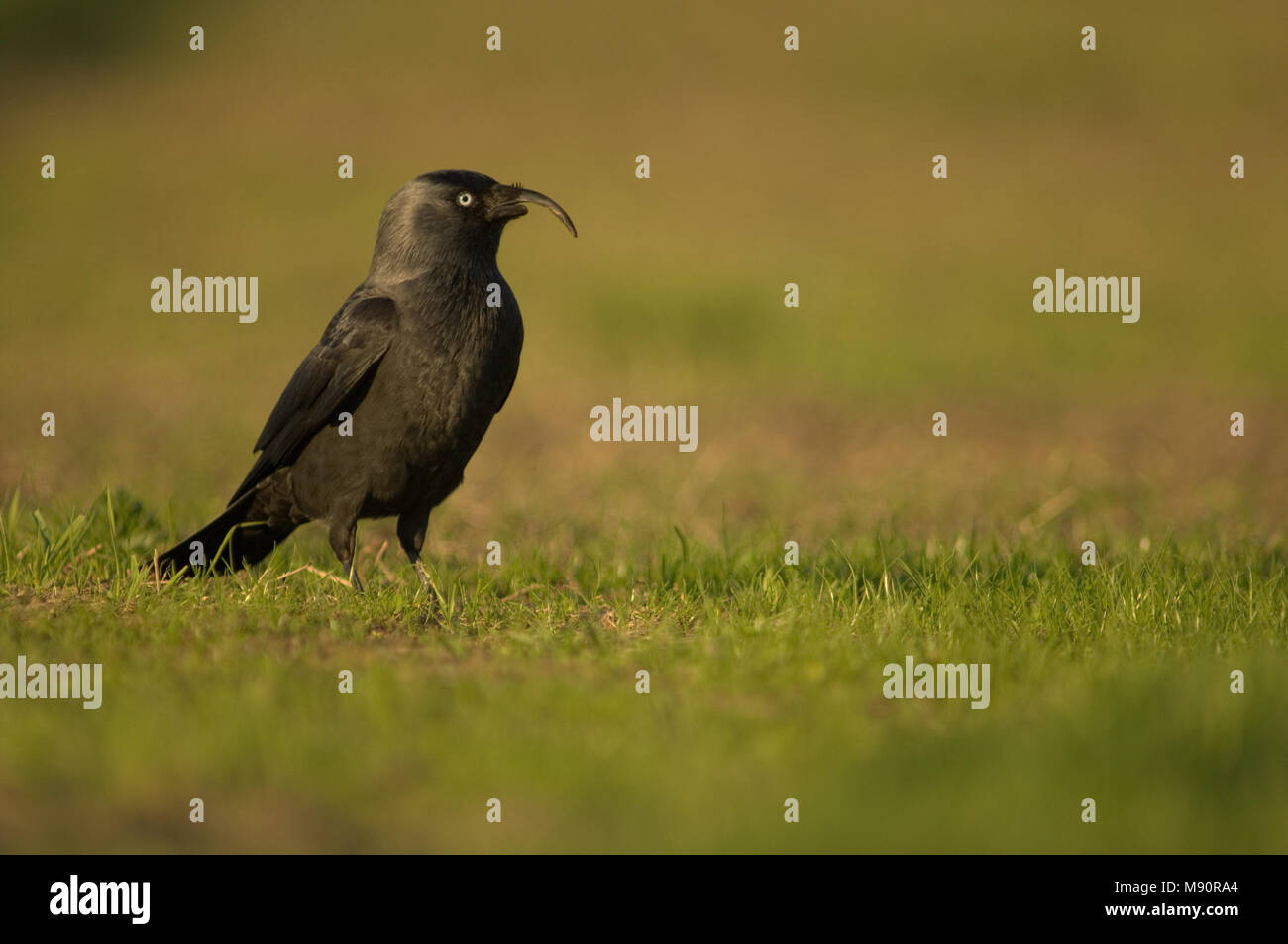 Deformed bird hi-res stock photography and images - Alamy