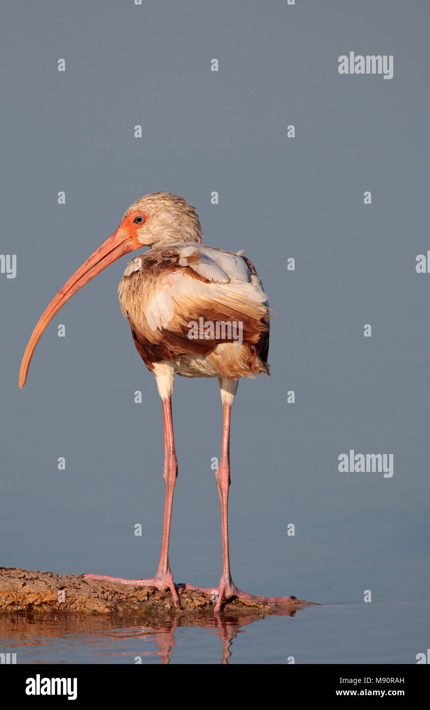 Witte Ibis juveniel Mexico, White Ibis juvenile Mexico Stock Photo - Alamy
