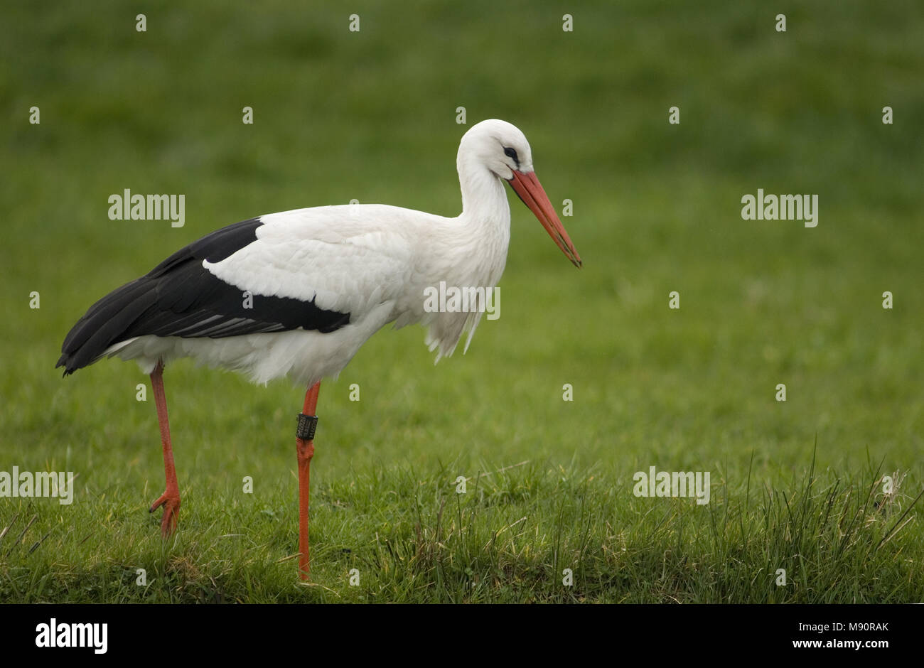 White stork walking hi-res stock photography and images - Alamy