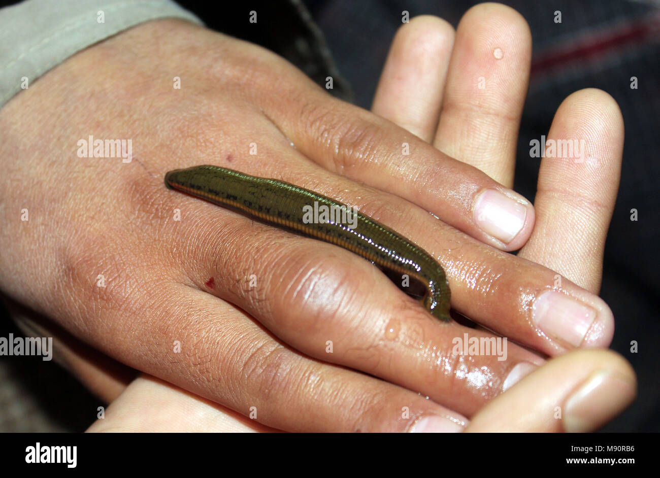 Child with leach hi-res stock photography and images - Alamy
